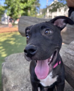 MEET OUR ADOPTABLE DOGS AND PUPPIES - Best Friend Pet Adoption